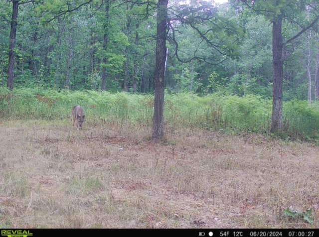 Minnesota Wolf News and Tracking