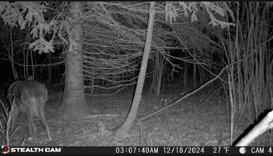 Wolf With Mange? - Wolf.Report