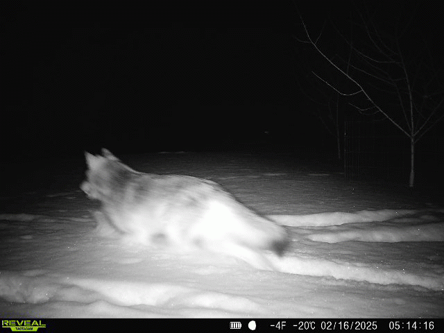 The Wolf Population in Minnesota Has Reached Its Goal. Now We Need to ...