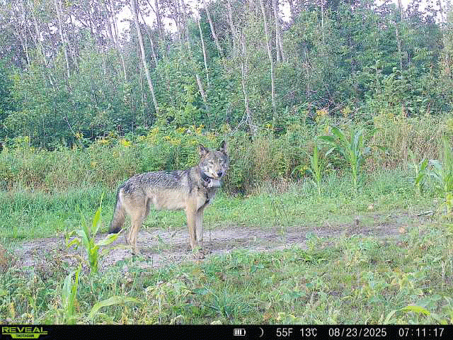 The Wolf Population in Minnesota Has Reached Its Goal. Now We Need to ...