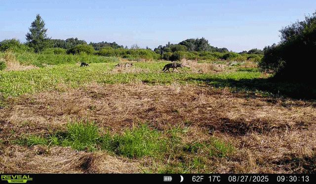 The Wolf Population in Minnesota Has Reached Its Goal. Now We Need to ...